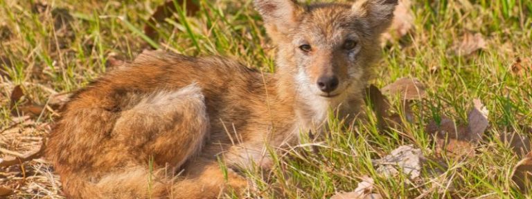 Texas Coyote Hunting Houston Outfitters